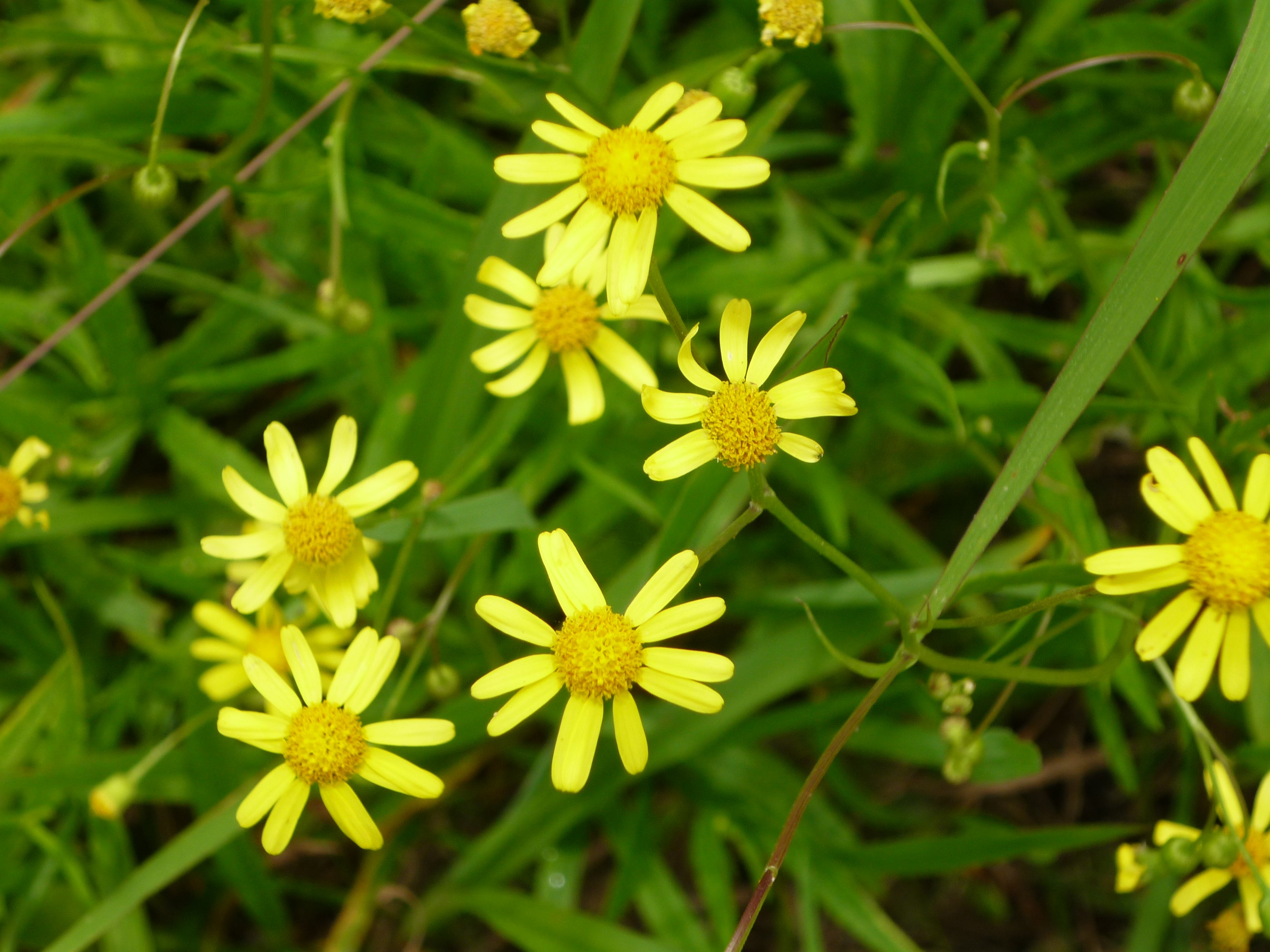 How we can halt this toxic, insidious weed | OurSC